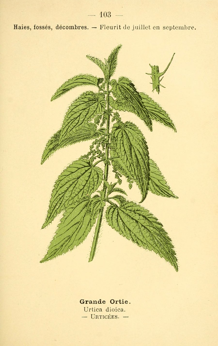 L'ortie, une plante médicinale aux mille propriétés | FloraMedicina